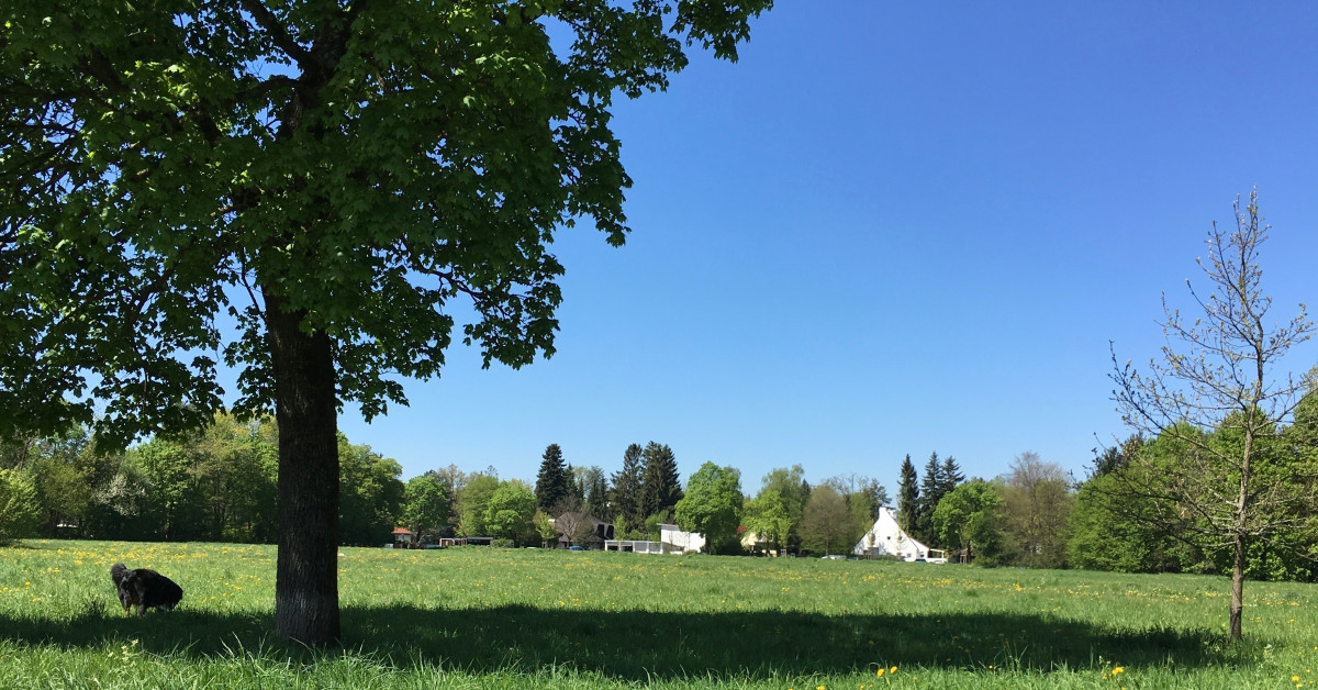 Dein schönster Baum in Pasing-Obermenzing - SPD Pasing